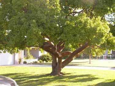 Buy Gumbo Limbo Tree, Bursera Simaruba | Eureka Farms