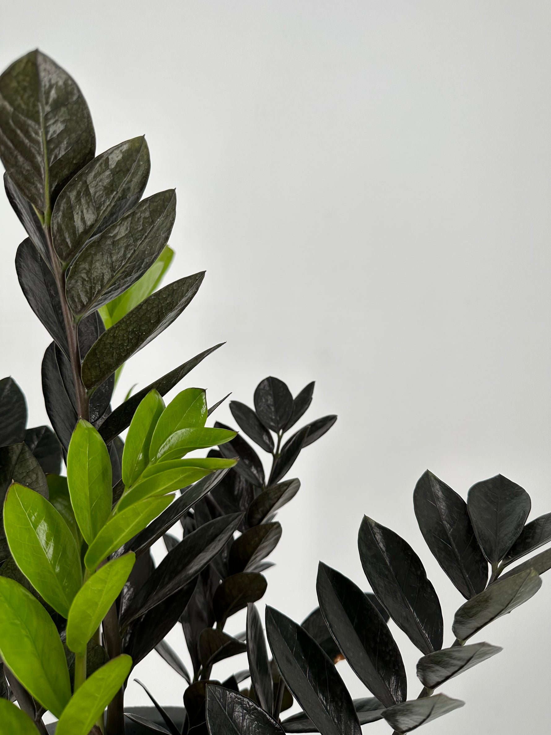 Premium Collection of ZZ Plant Black Raven | Eureka Farms