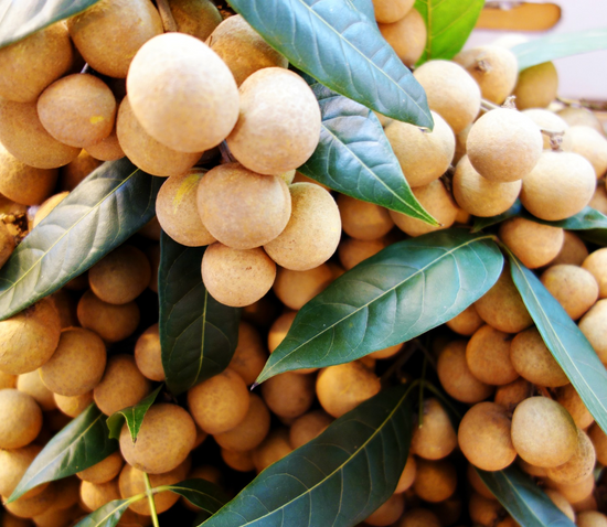 Longan Fruit Tree, Sri Chompoo – Eureka Farms