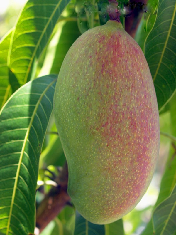 Buy Valencia Pride Mango Fruit Tree | Eureka Farms