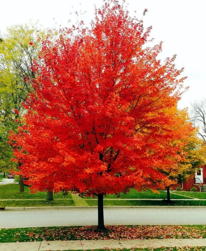 Shop Our Red Maple Tree, Acer Rubrum | Eureka Farms