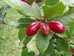 Miracle Fruit Berry Tree, Synsepalum Dulcificum | Eureka Farms