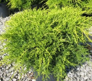 Collection of Old Gold Juniper Shrub | Eureka Farms