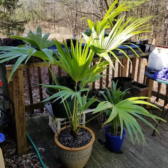 Buy Chinese Fan Palm, Fountain Palm | Eureka Farms