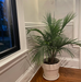 Majesty Palm, Ravenea Rivularis Live Indoor Plant | Eureka Farms