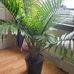 Majesty Palm, Ravenea Rivularis Live Indoor Plant | Eureka Farms