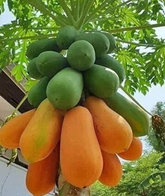 Buy Papaya Red Lady Carica Pawpaw Fruit Tree | Eureka Farms
