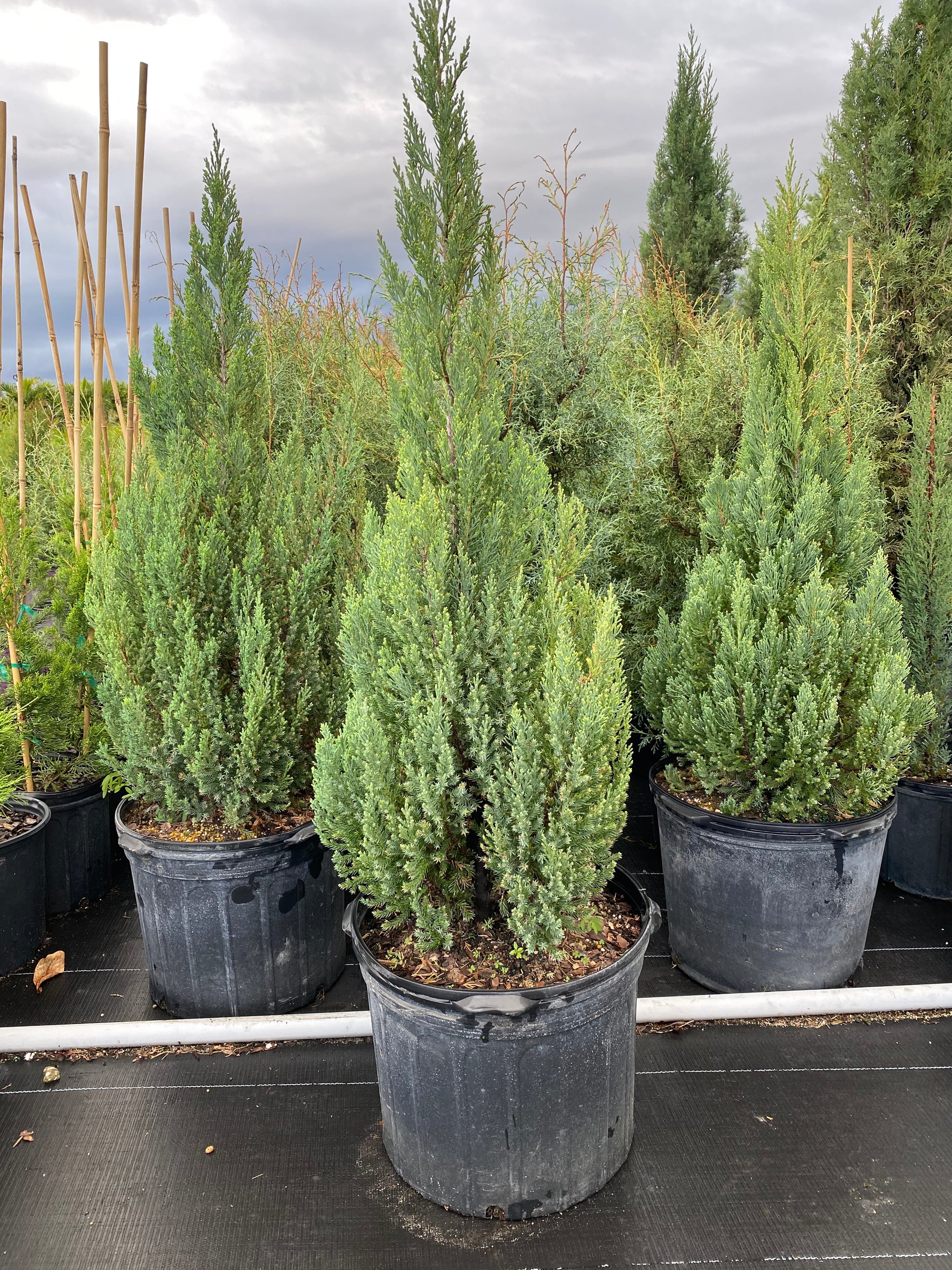 Blue Point Juniper, Christmas tree – Eureka Farms