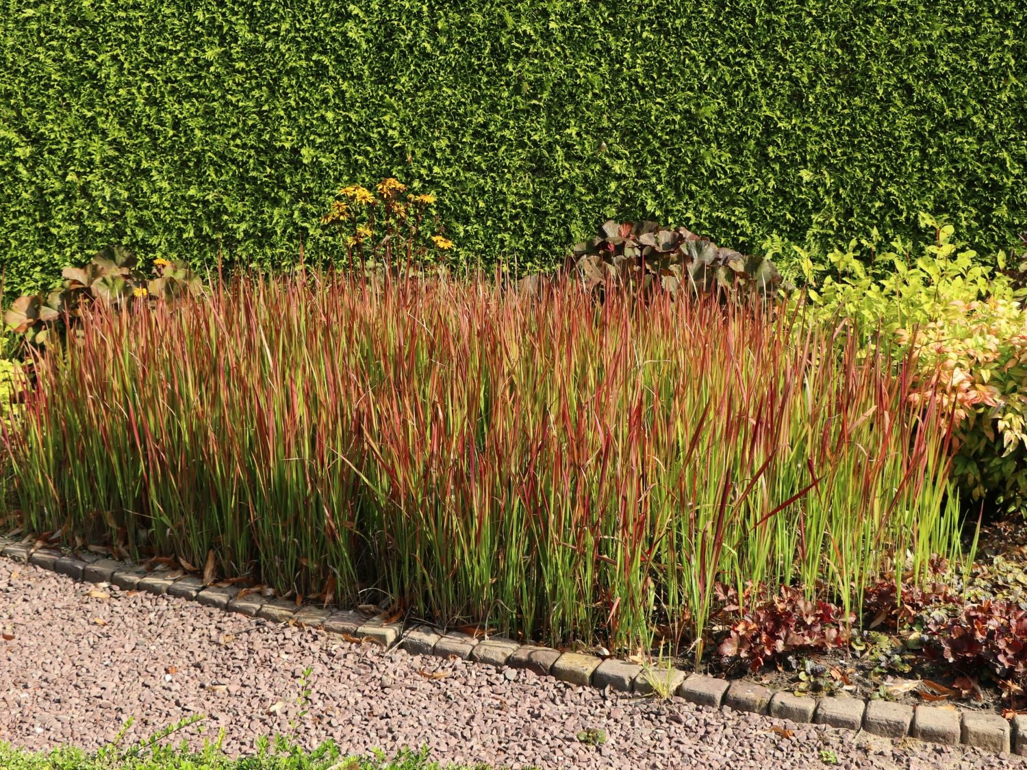 Buy Japanese Blood Grass 'Red Baron' | Eureka Farms