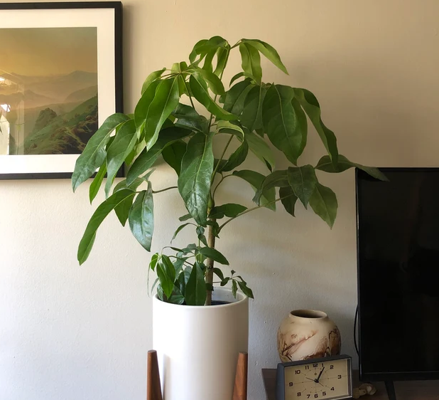 Shop Our Schefflera Amate, Umbrella Tree | Eureka Farms
