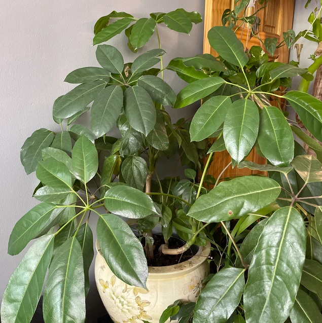 Shop Our Schefflera Amate, Umbrella Tree | Eureka Farms