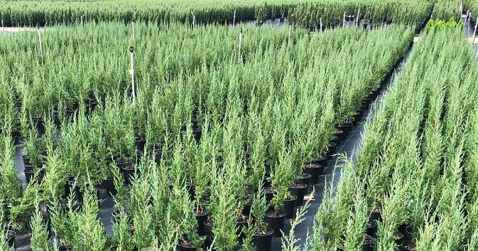 Shop Our Taylor Juniper Tree, Eastern Red Cedar | Eureka Farms