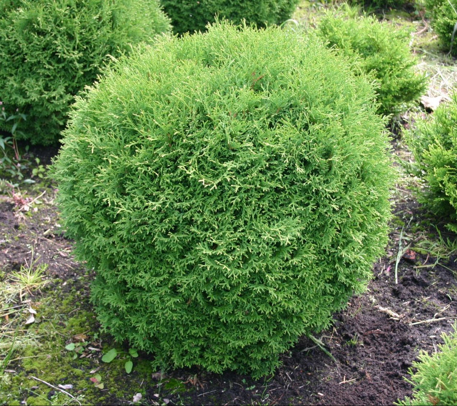 Explore Our Collection of Cypress Trees | Eureka Farms
