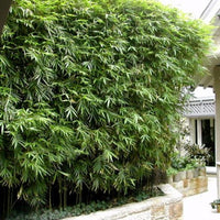 Weaver's Bamboo RG Dwarf – Eureka Farms