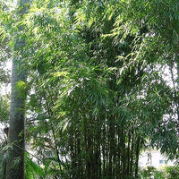 Weaver's Bamboo RG Dwarf – Eureka Farms
