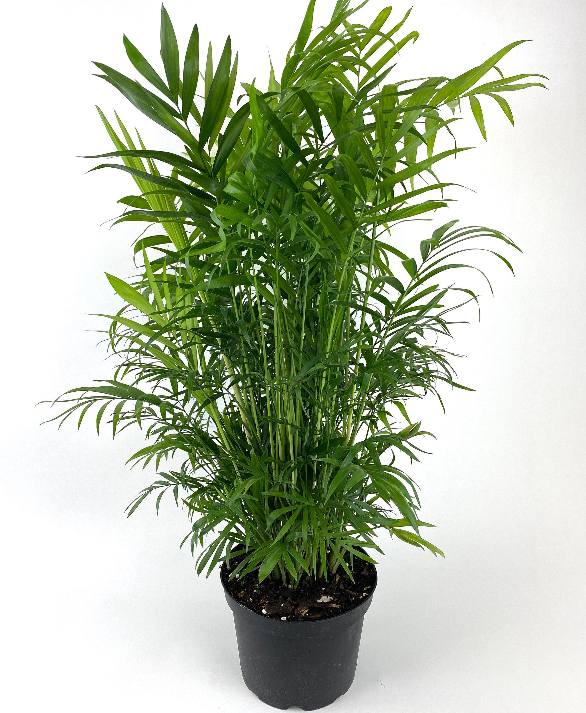 Palm Parlor Neanthe Bella Palm, Live Plant Indoor Air Purifier – Eureka ...