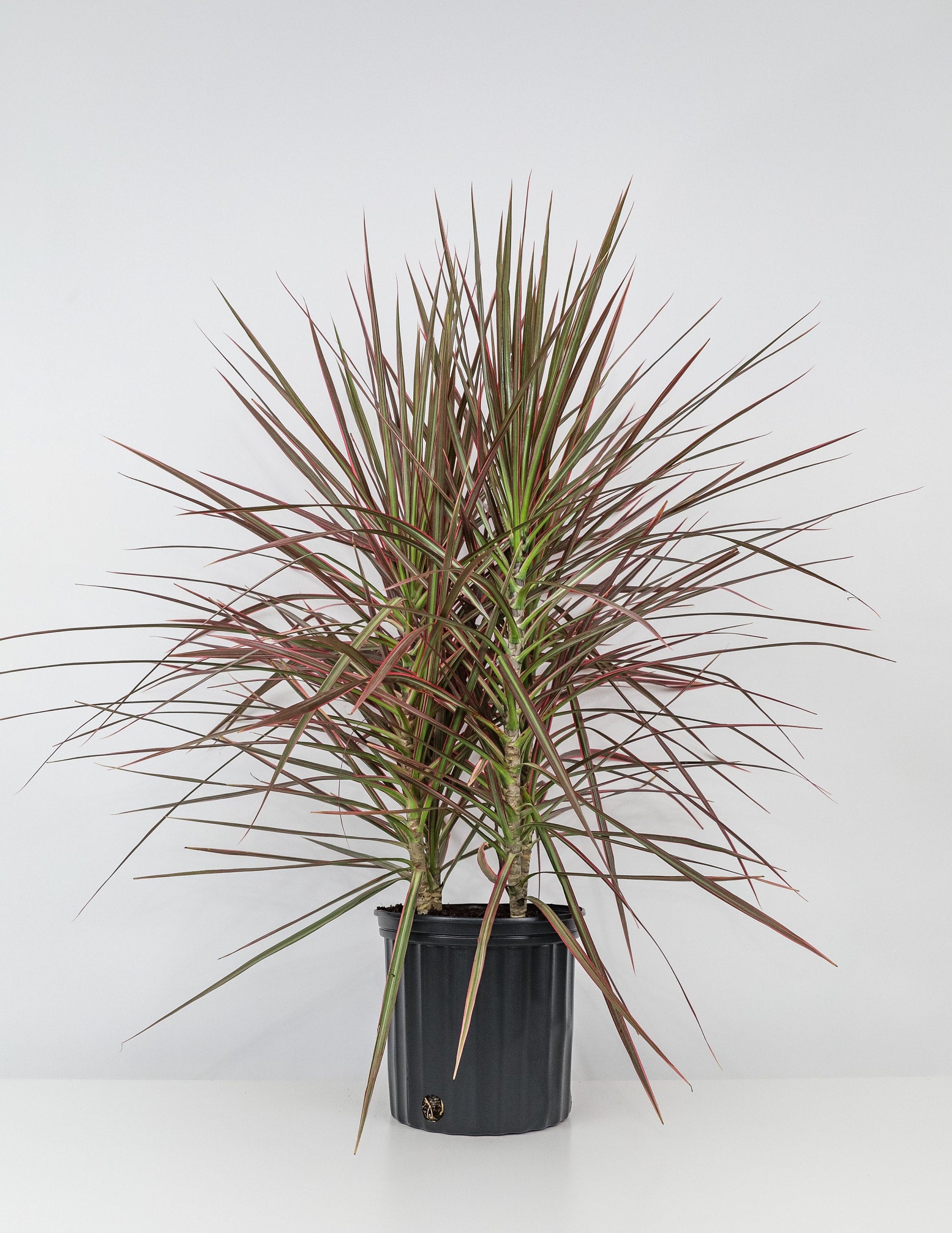 Dracaena Dragon Tree Colorama, Tree Form – Eureka Farms