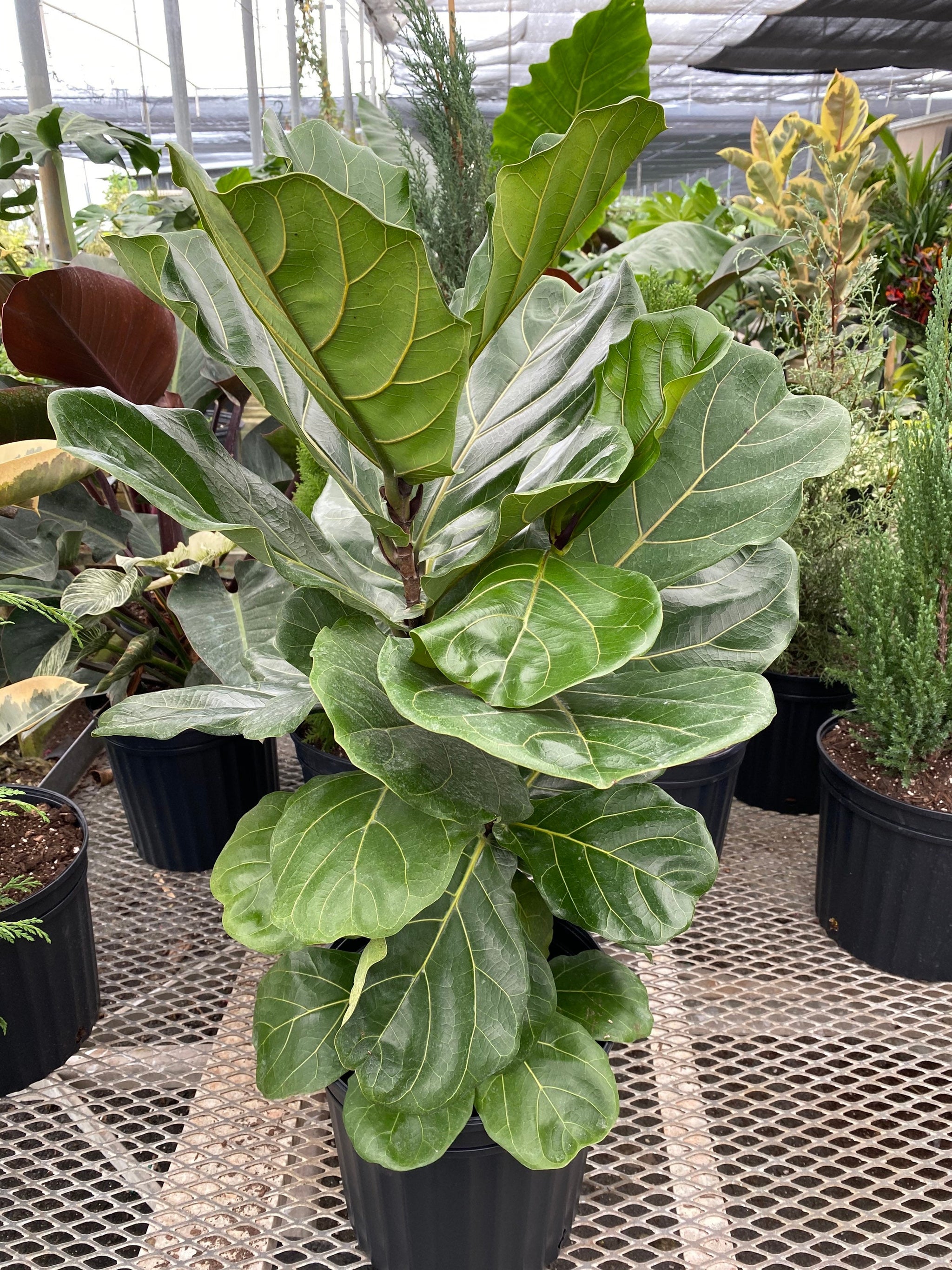 Ficus Lyrata Bush, Fiddle Leaf Fig Tree – Eureka Farms