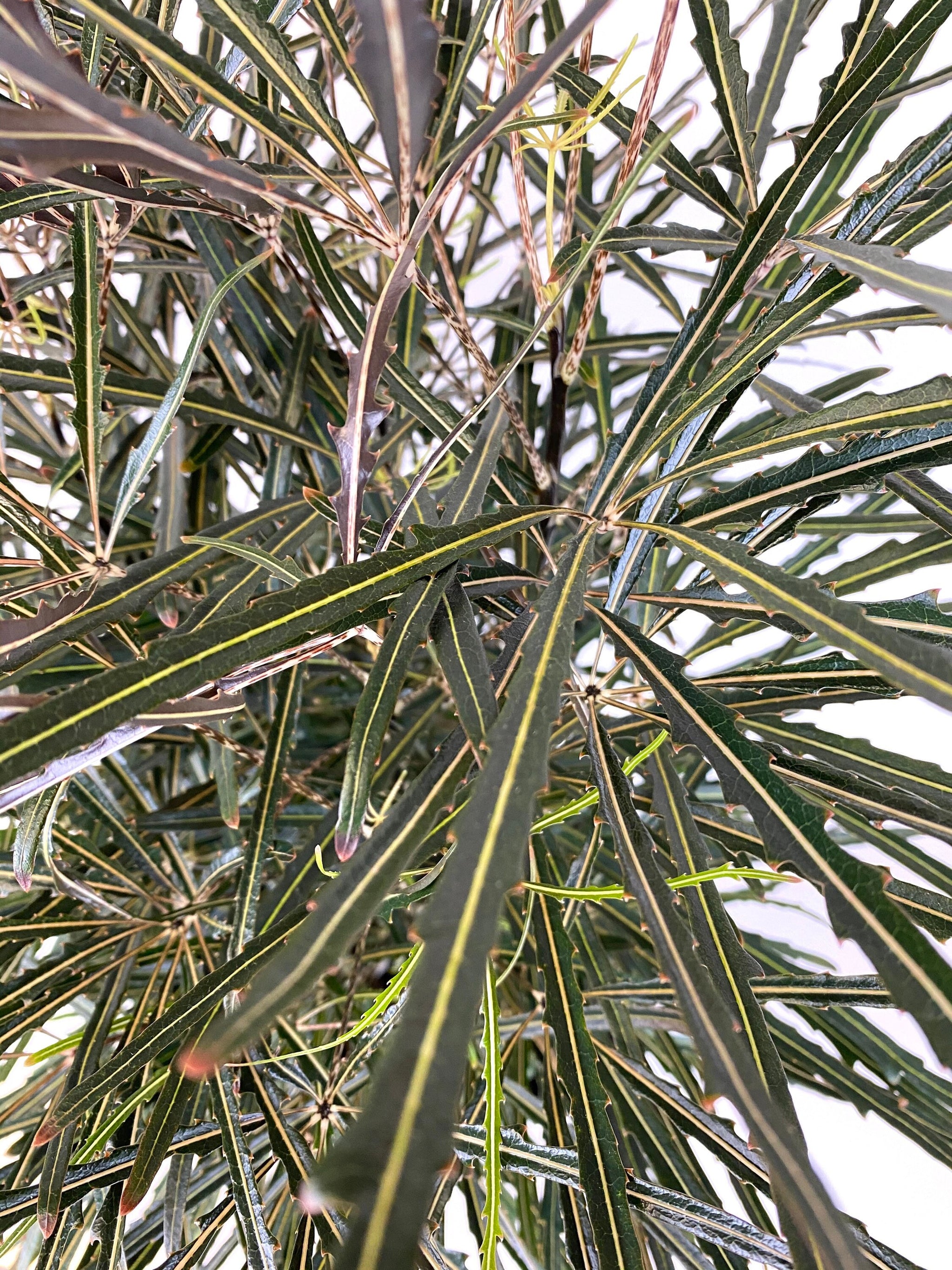 False Aralia, Schefflera Elegantissima – Eureka Farms