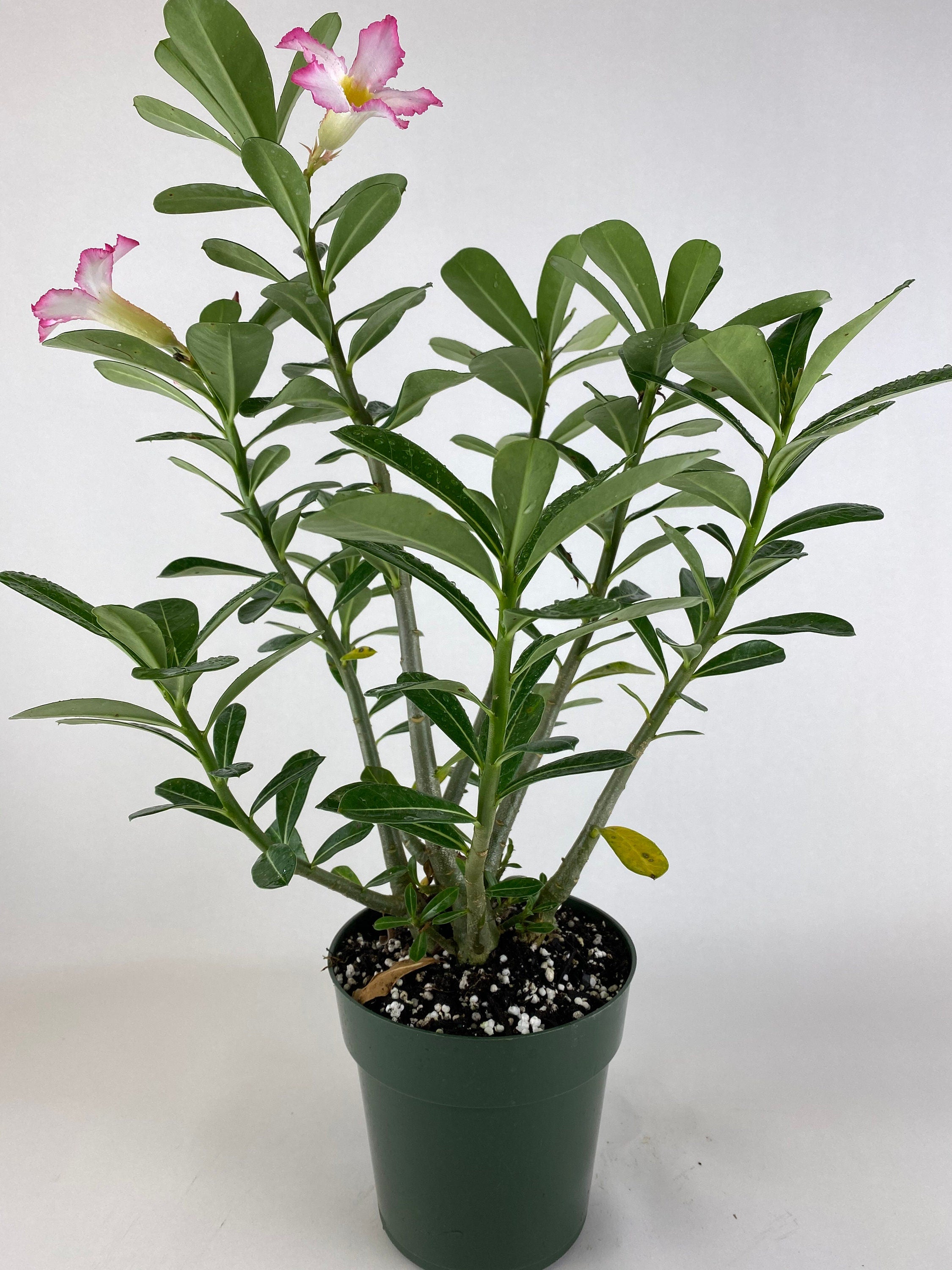 Explore Desert Rose, Adenium obesum | Eureka Farms