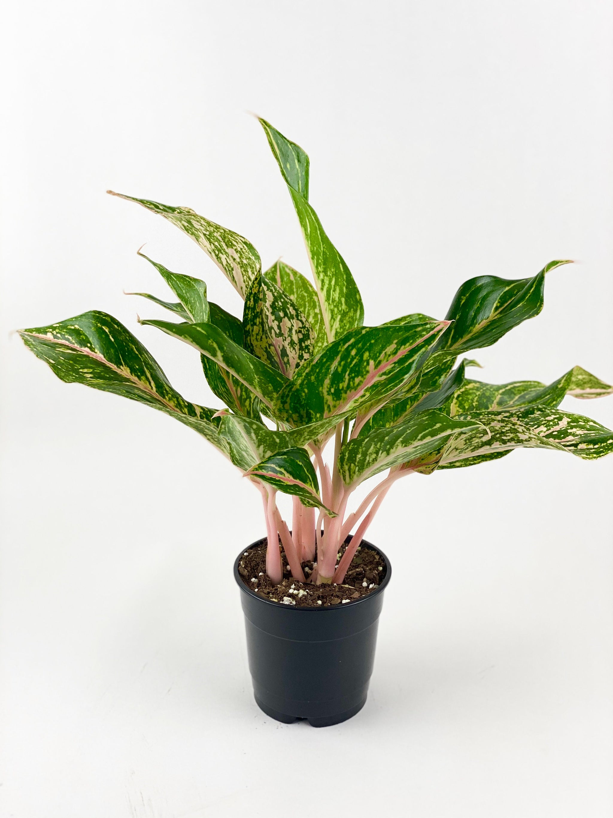 Aglaonema Sparklin Sara, Chinese Evergreen – Eureka Farms