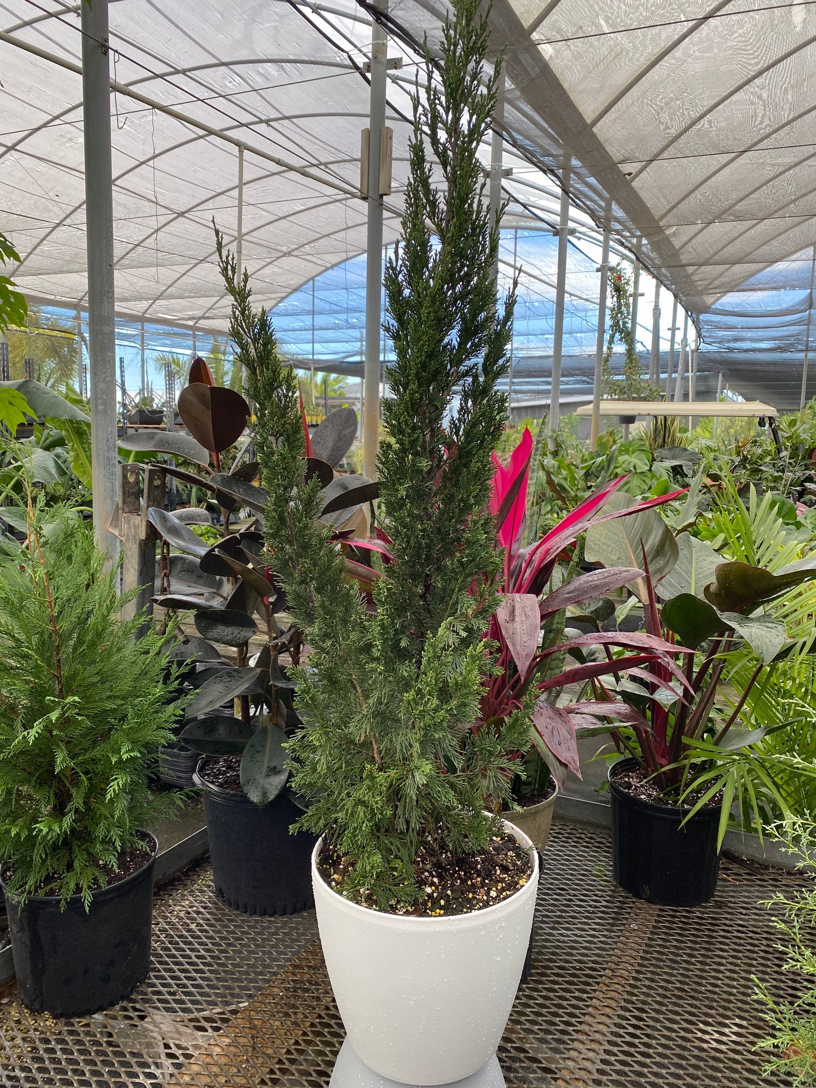 Hollywood Juniper Juniperus Chinensis Torulosa – Eureka Farms