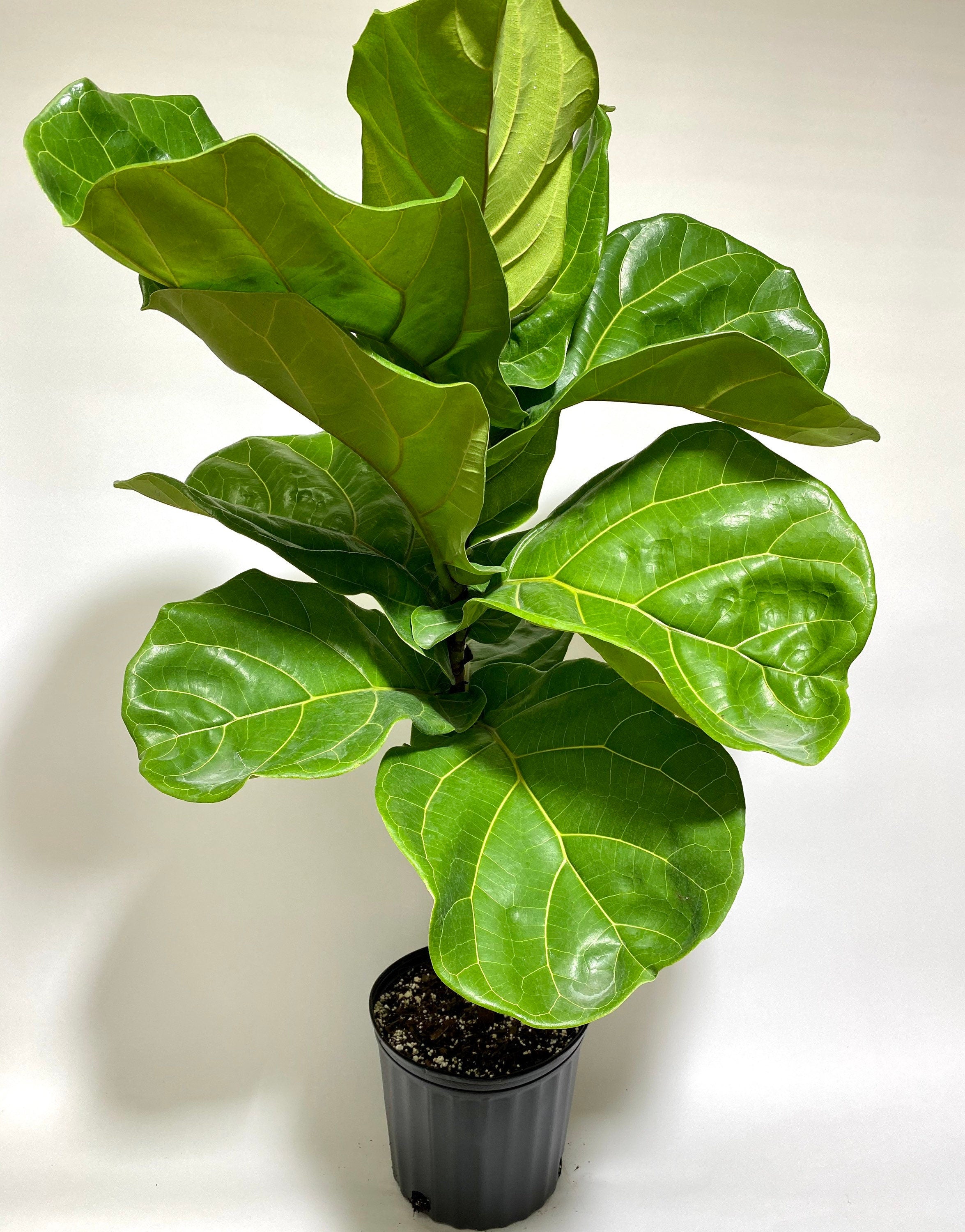 Shop Our Ficus Lyrata Tree Form Single | Eureka Farms