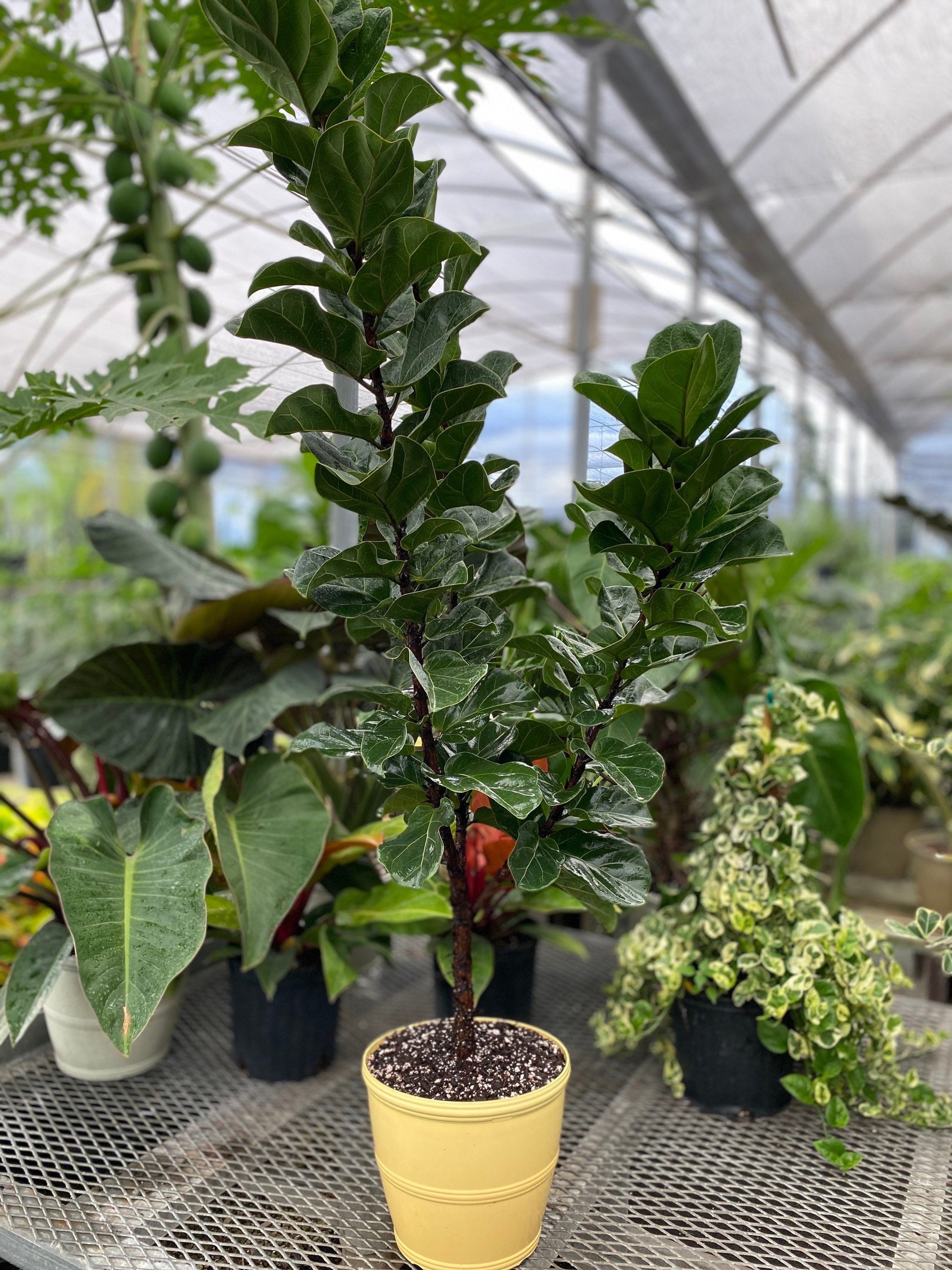 Ficus Bambino Tree Form Single, Fiddle Leaf Fig Tree – Eureka Farms