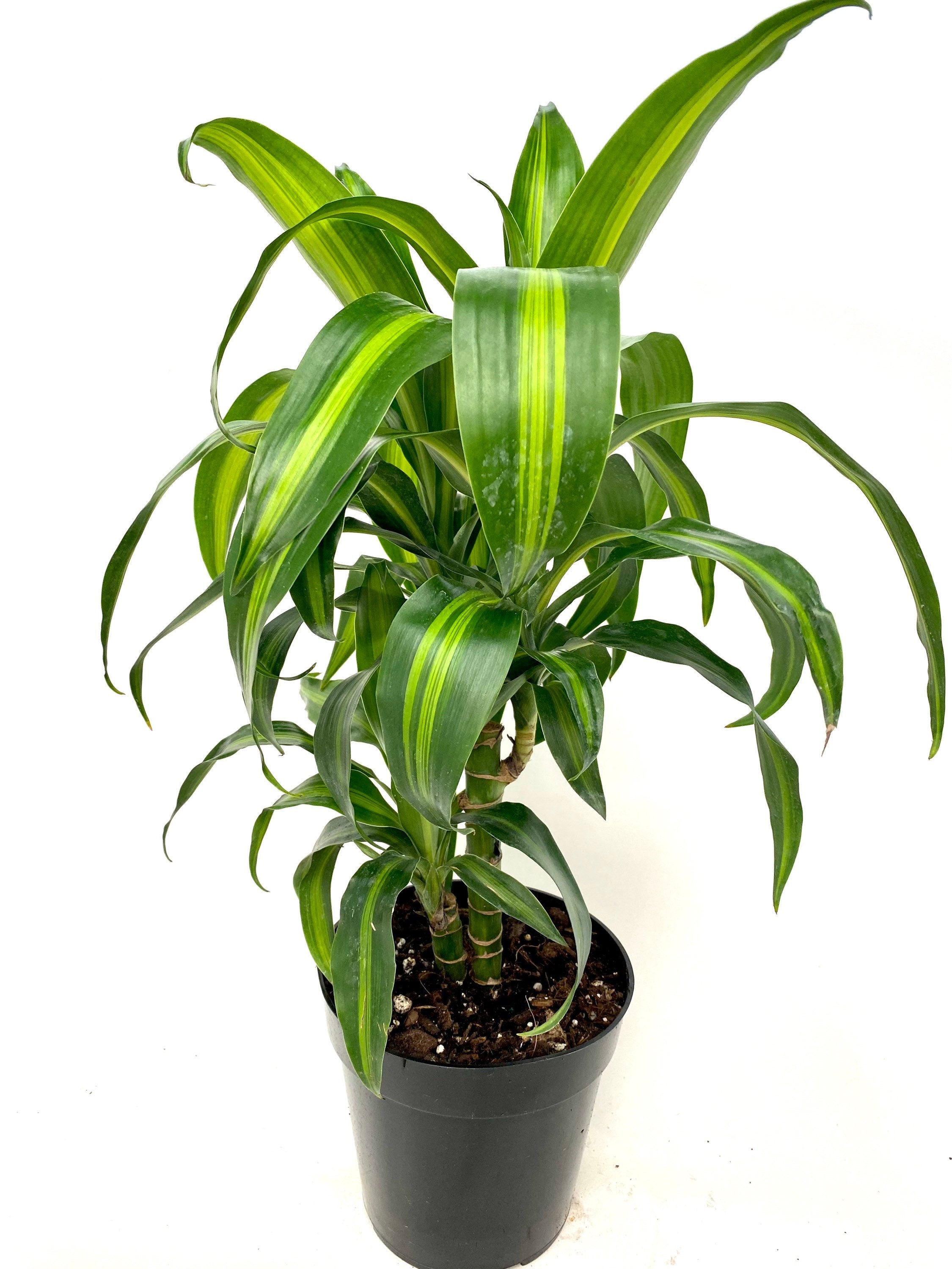Explore Dracaena Hawaiian Sunshine | Eureka Farms