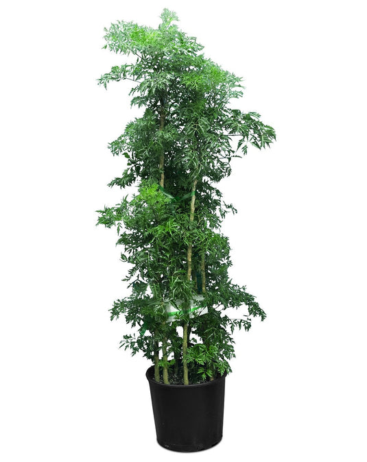 Explore Our Collection of Aralia Plants | Eureka Farms