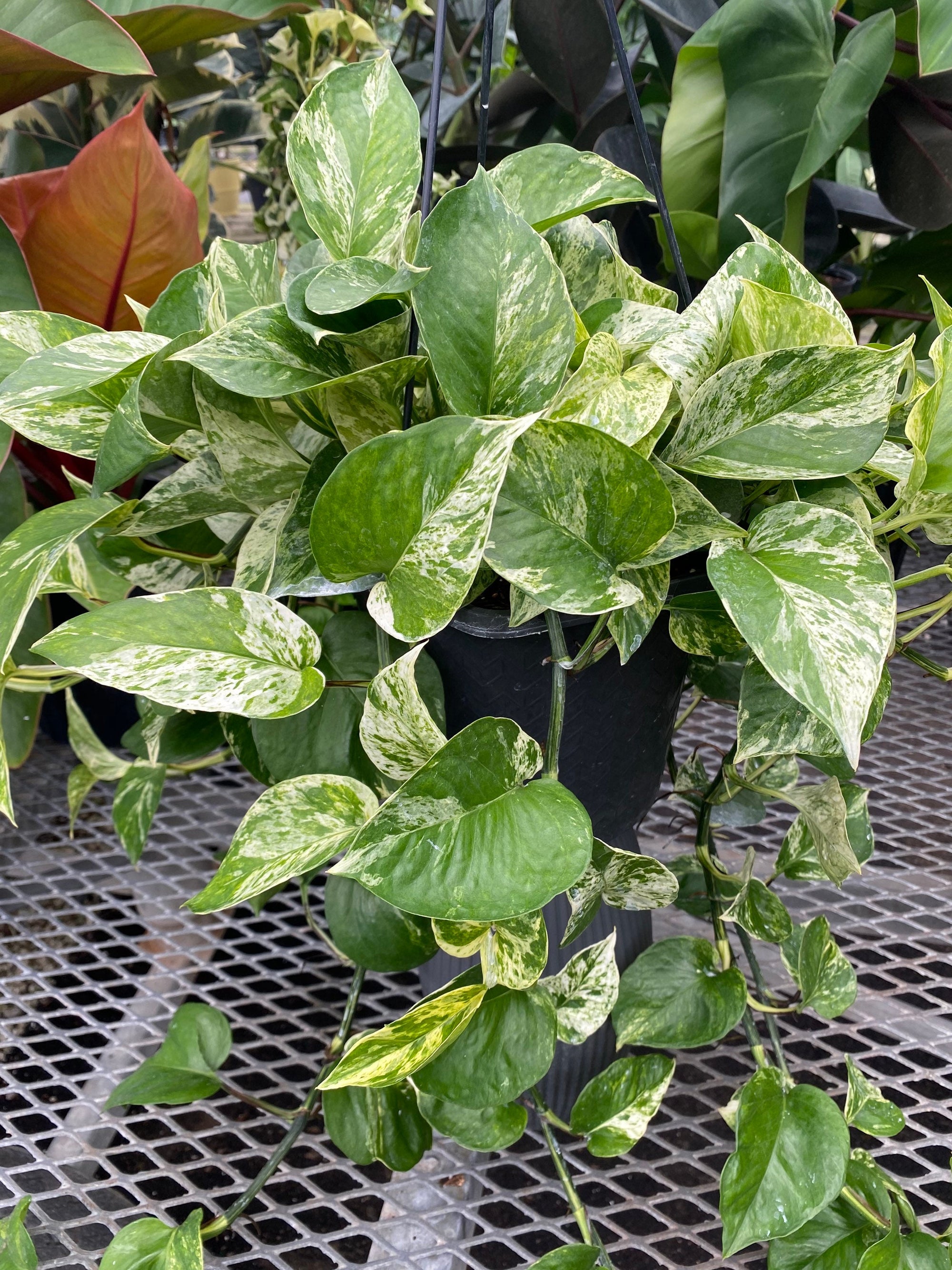 Pothos Marble Queen in Hanging Basket | Eureka Farms