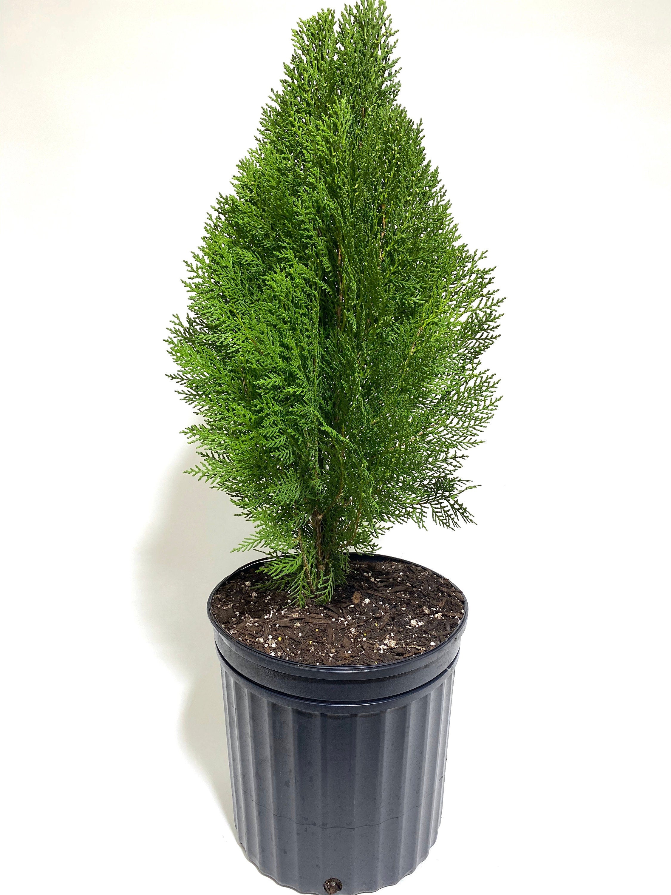 Blue Cone Arborvitae Thuja Orientalis Cypress | Eureka Farms