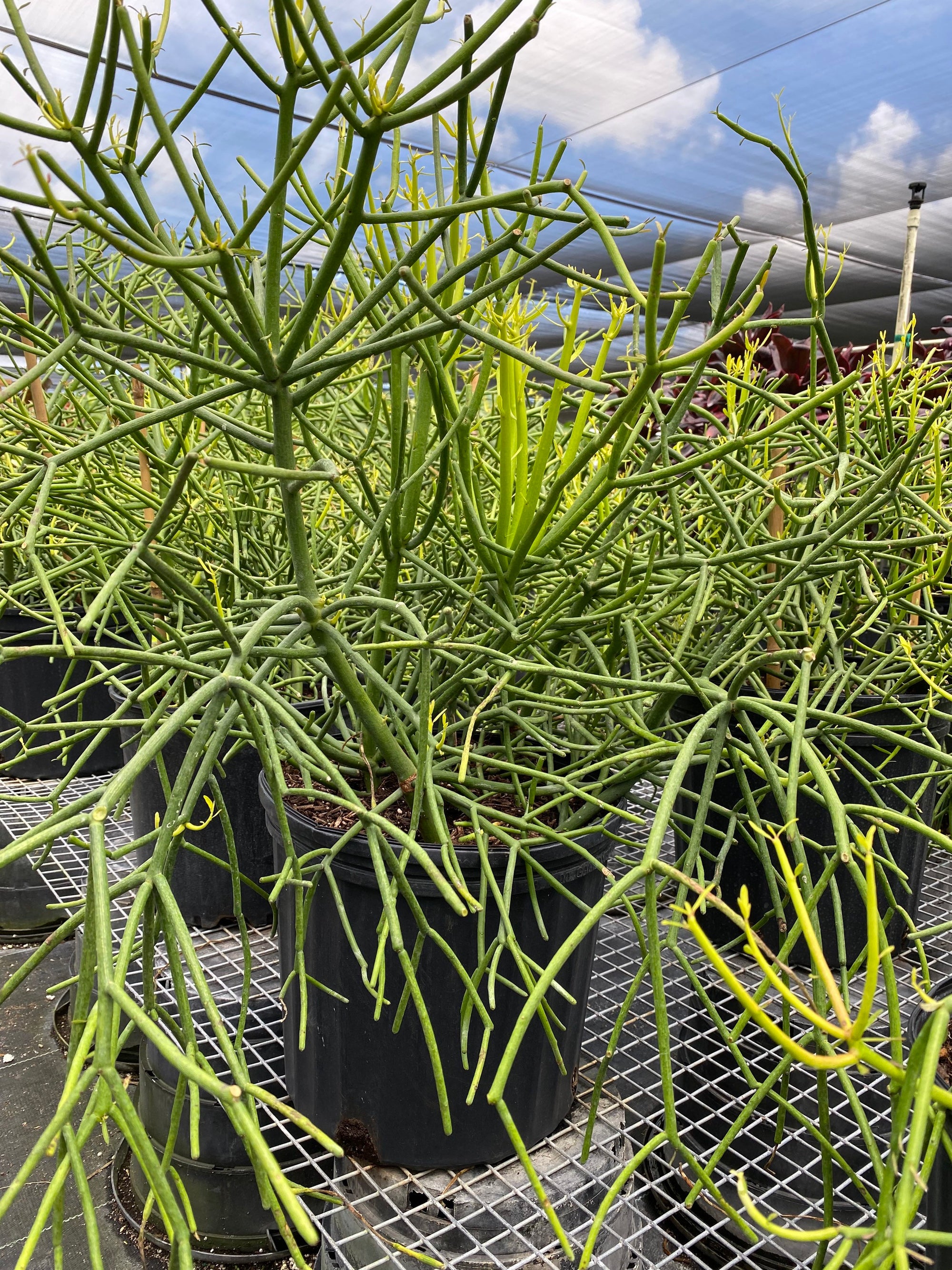 Buy Euphorbia Pencil Tree Cactus | Eureka Farms