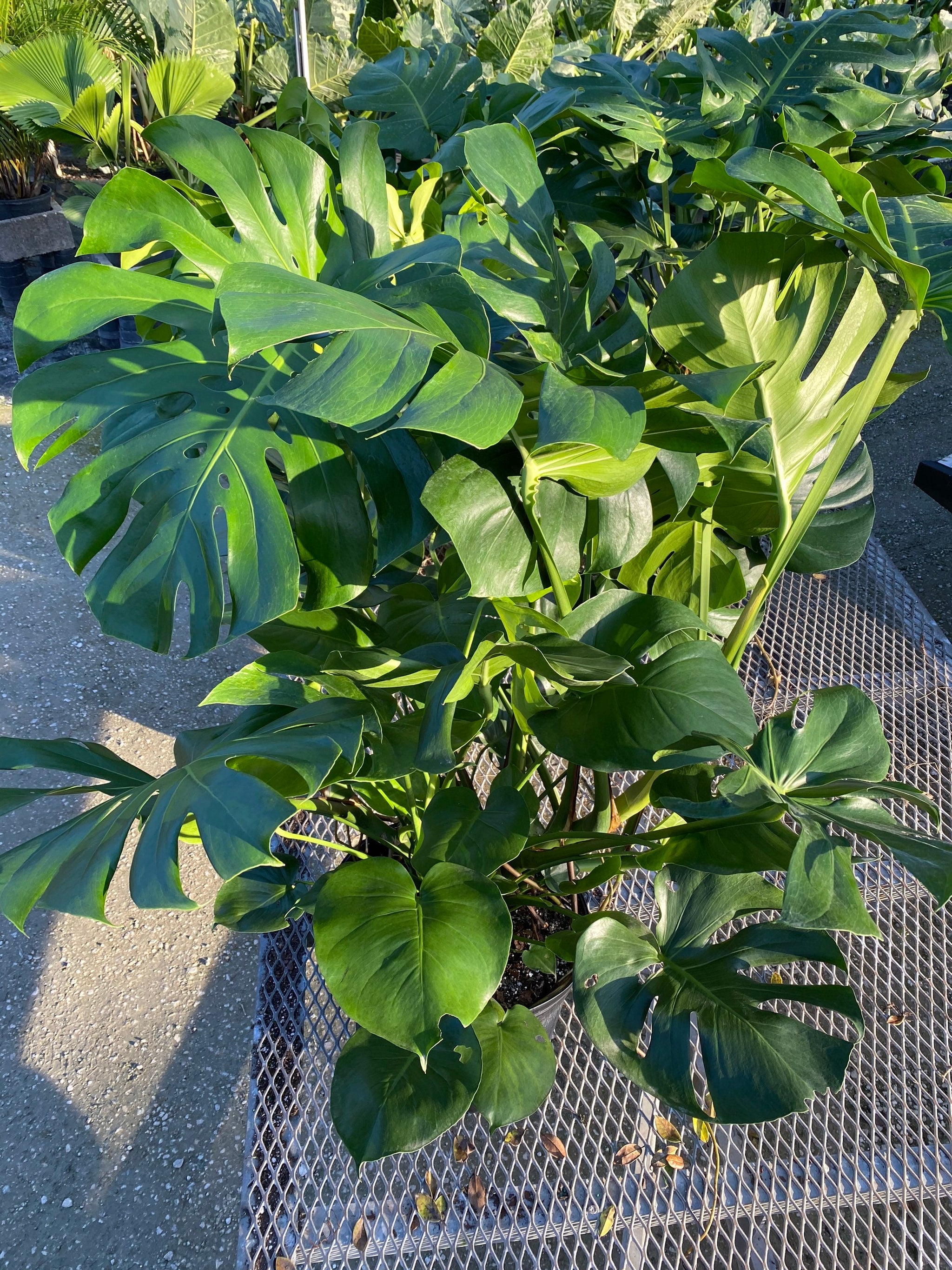 Monstera Deliciosa, Swiss Cheese – Eureka Farms