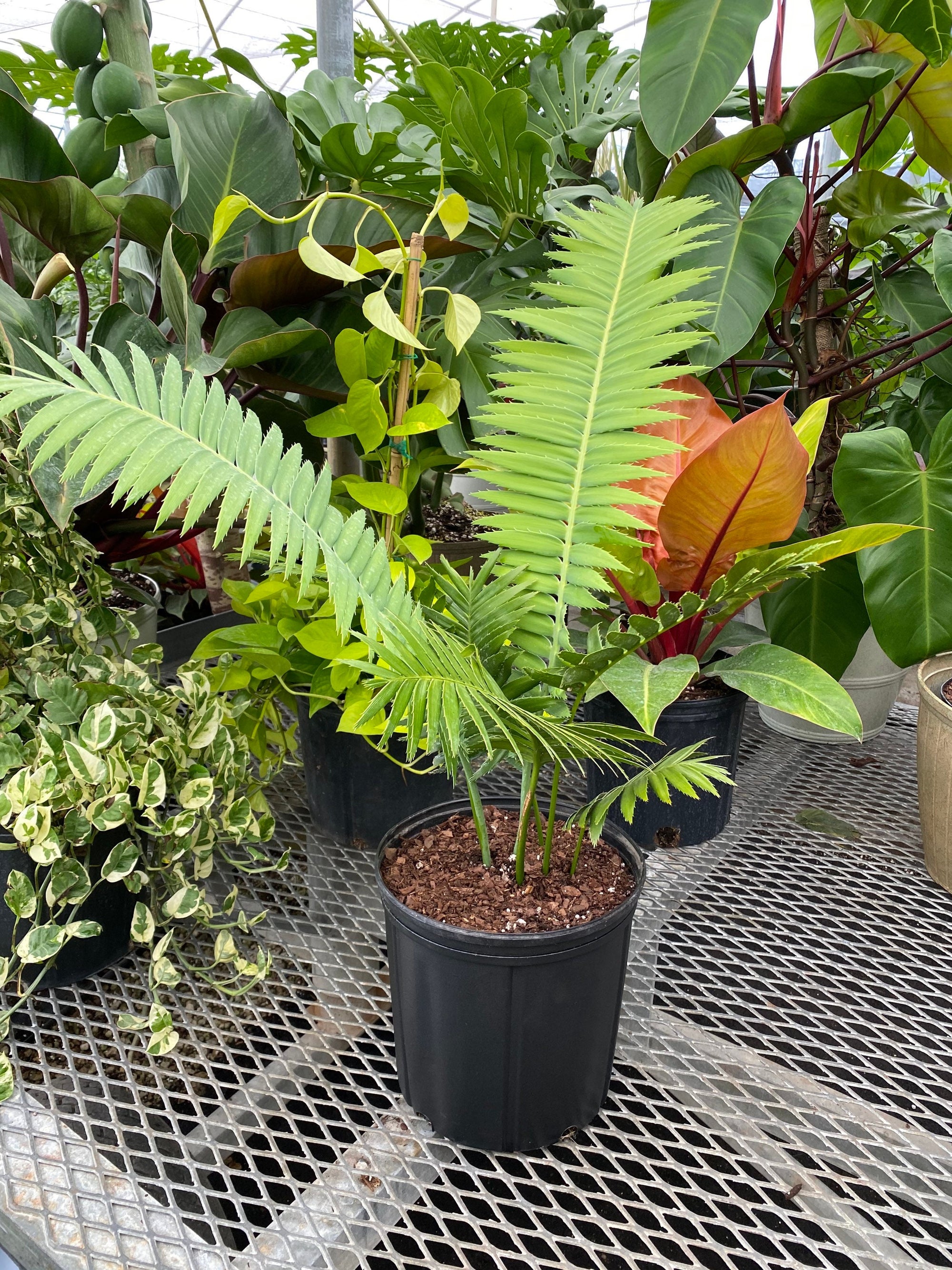 Dioon Spinulosum, Mexican Cycad, Gum Exotic Palm | Eureka Farms