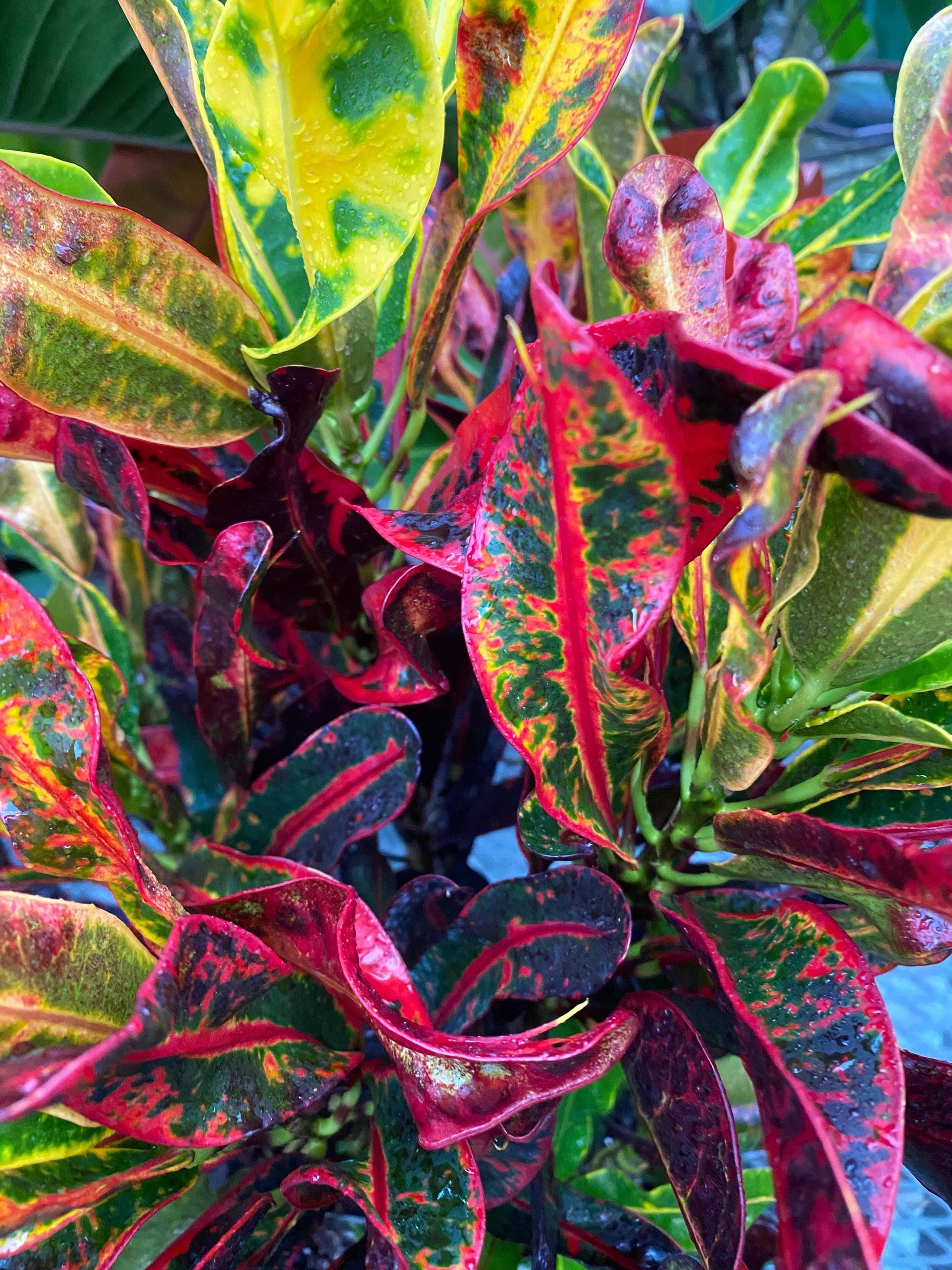 Shop Our Croton Mammy Red | Eureka Farms