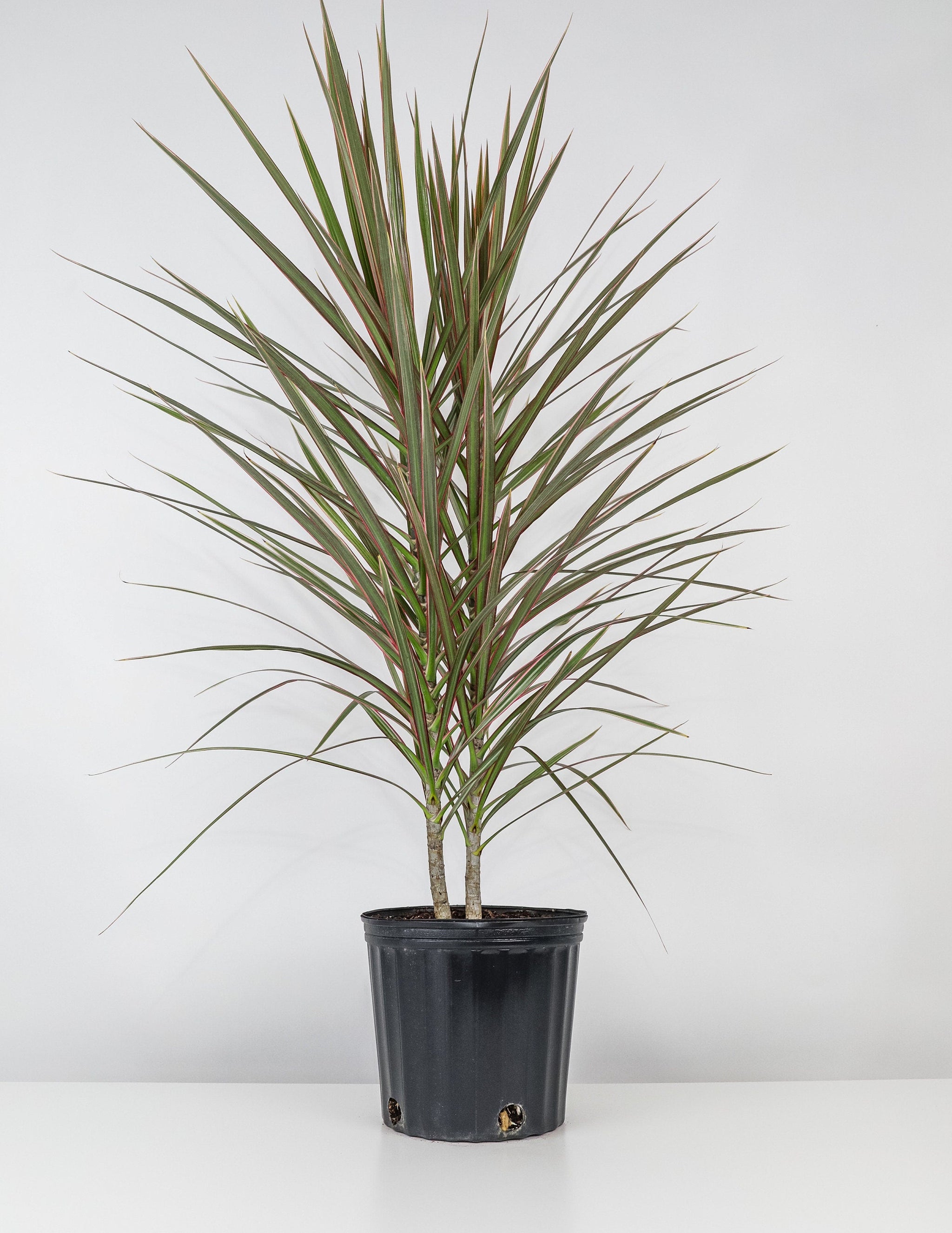 Dracaena Dragon Tree Bicolor, Tree Form – Eureka Farms