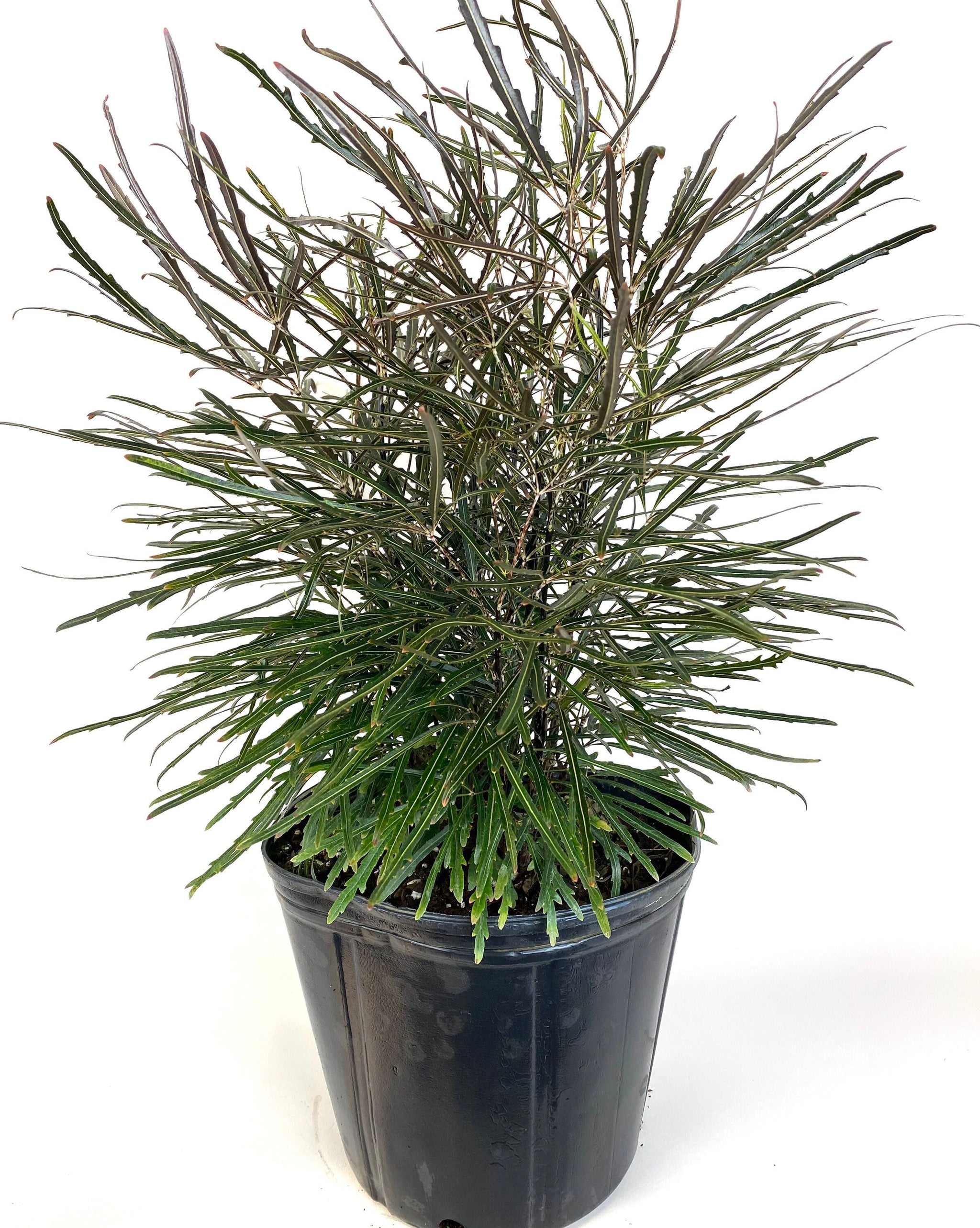 False Aralia, Schefflera Elegantissima – Eureka Farms