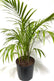Majesty Palm, Ravenea Rivularis Live Indoor Plant | Eureka Farms