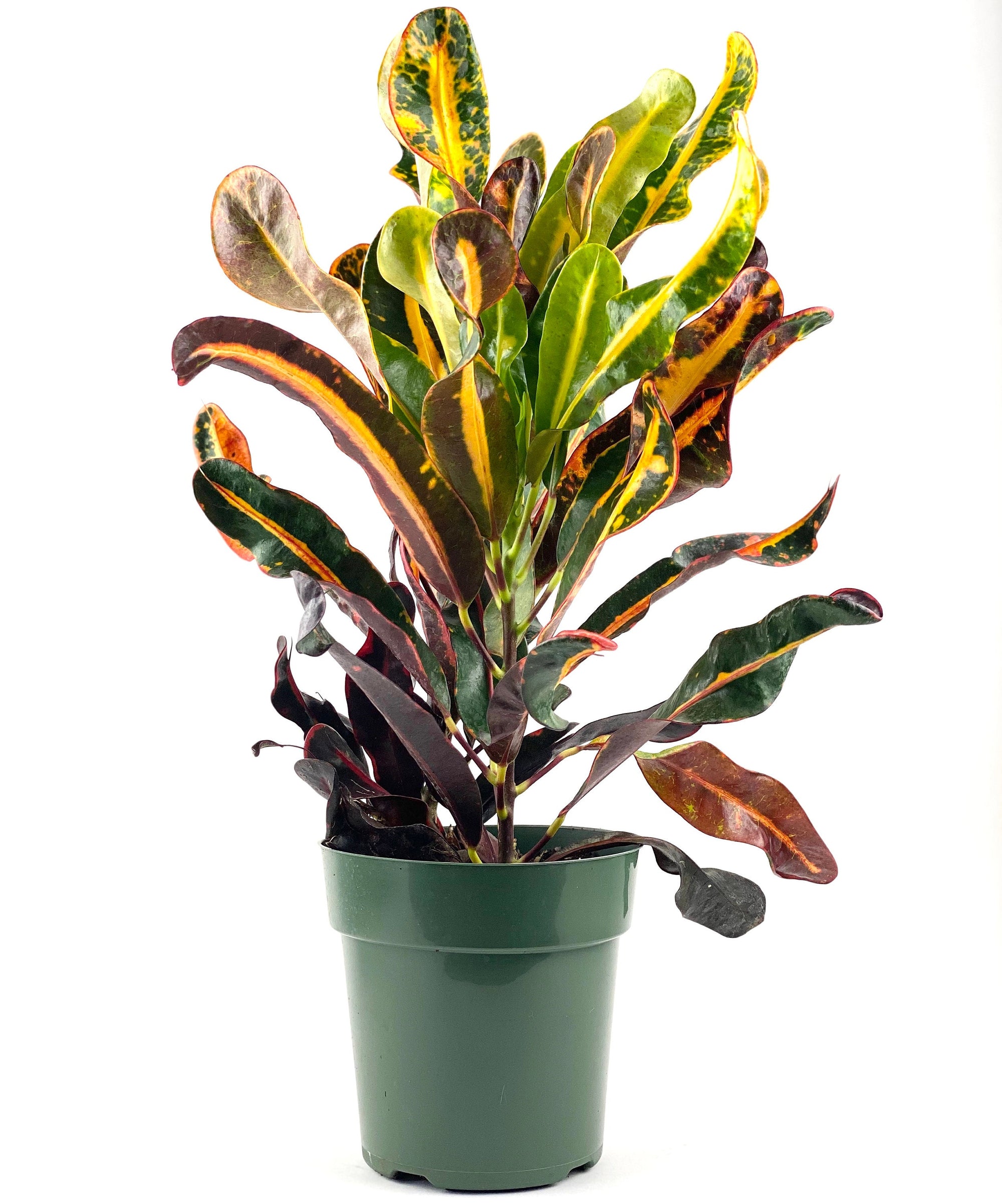 Shop Our Croton Mammy Red | Eureka Farms