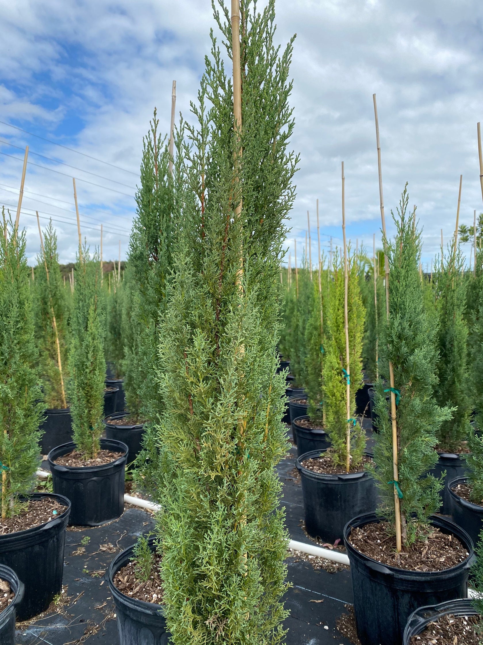 Italian Cypress, Mediterranean Cypress – Eureka Farms