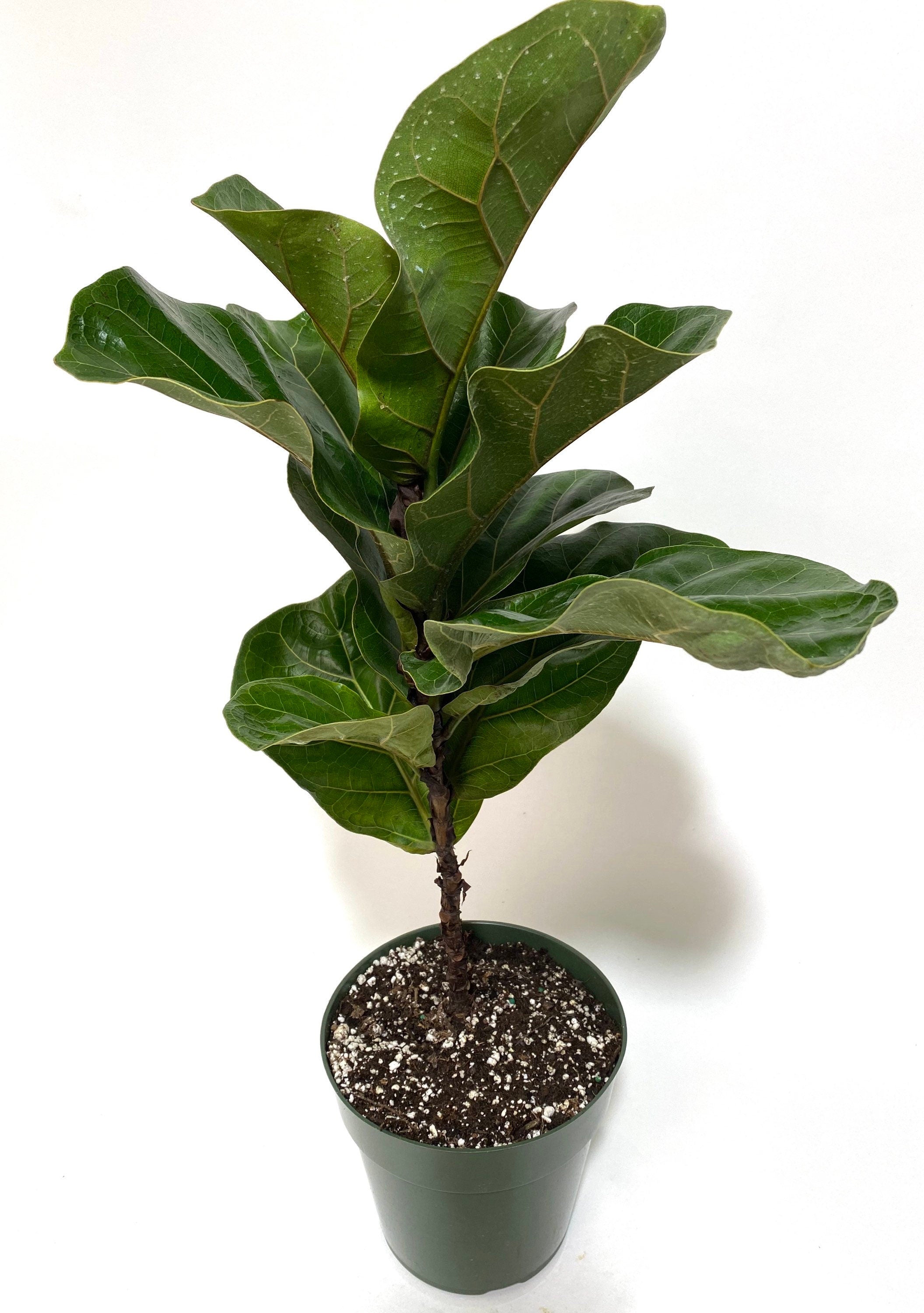 Ficus Bambino Tree Form Single, Fiddle Leaf Fig Tree – Eureka Farms