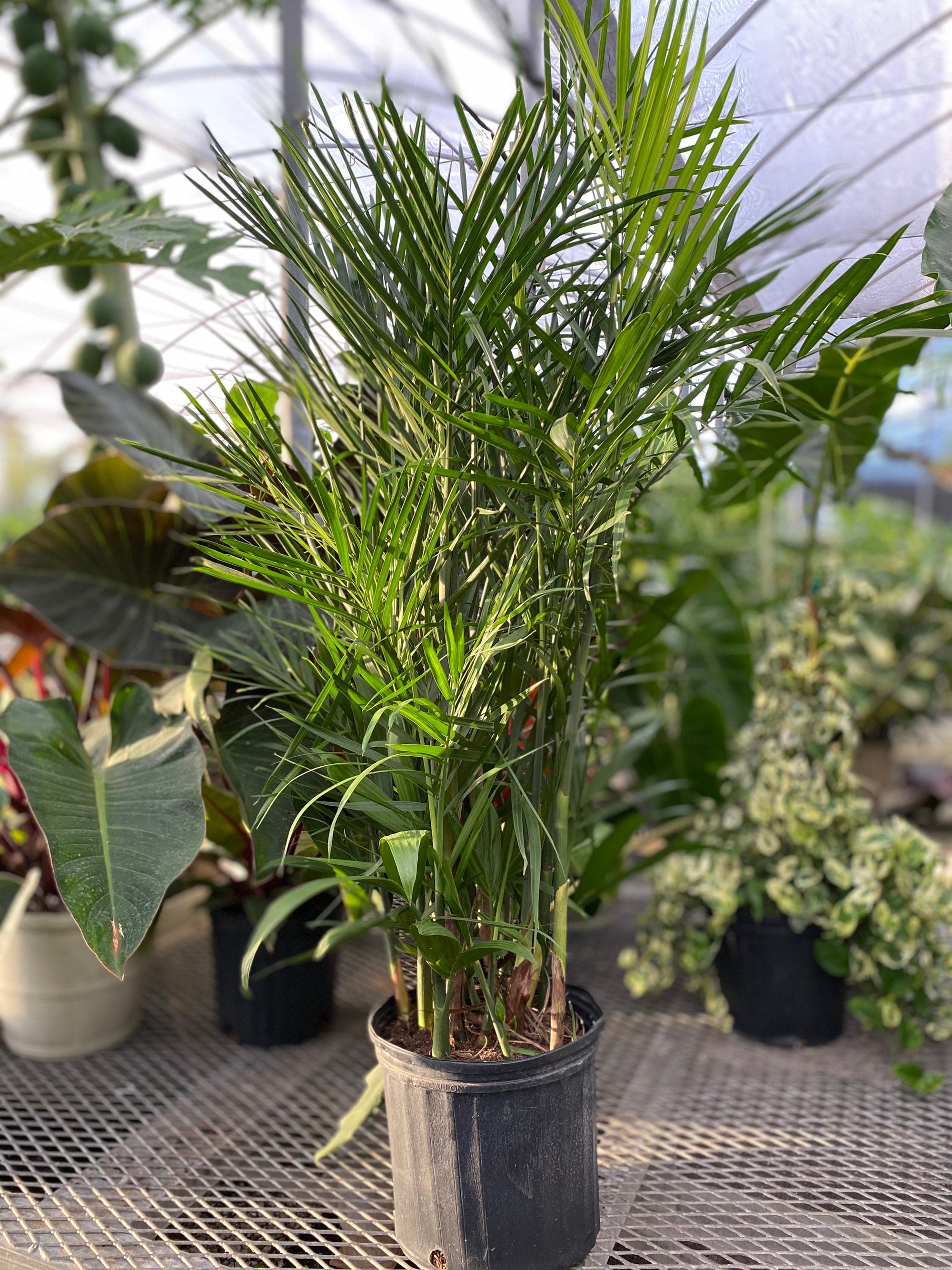 Buy Bamboo Palm Tree - Live Plant Air Purifier | Eureka Farms