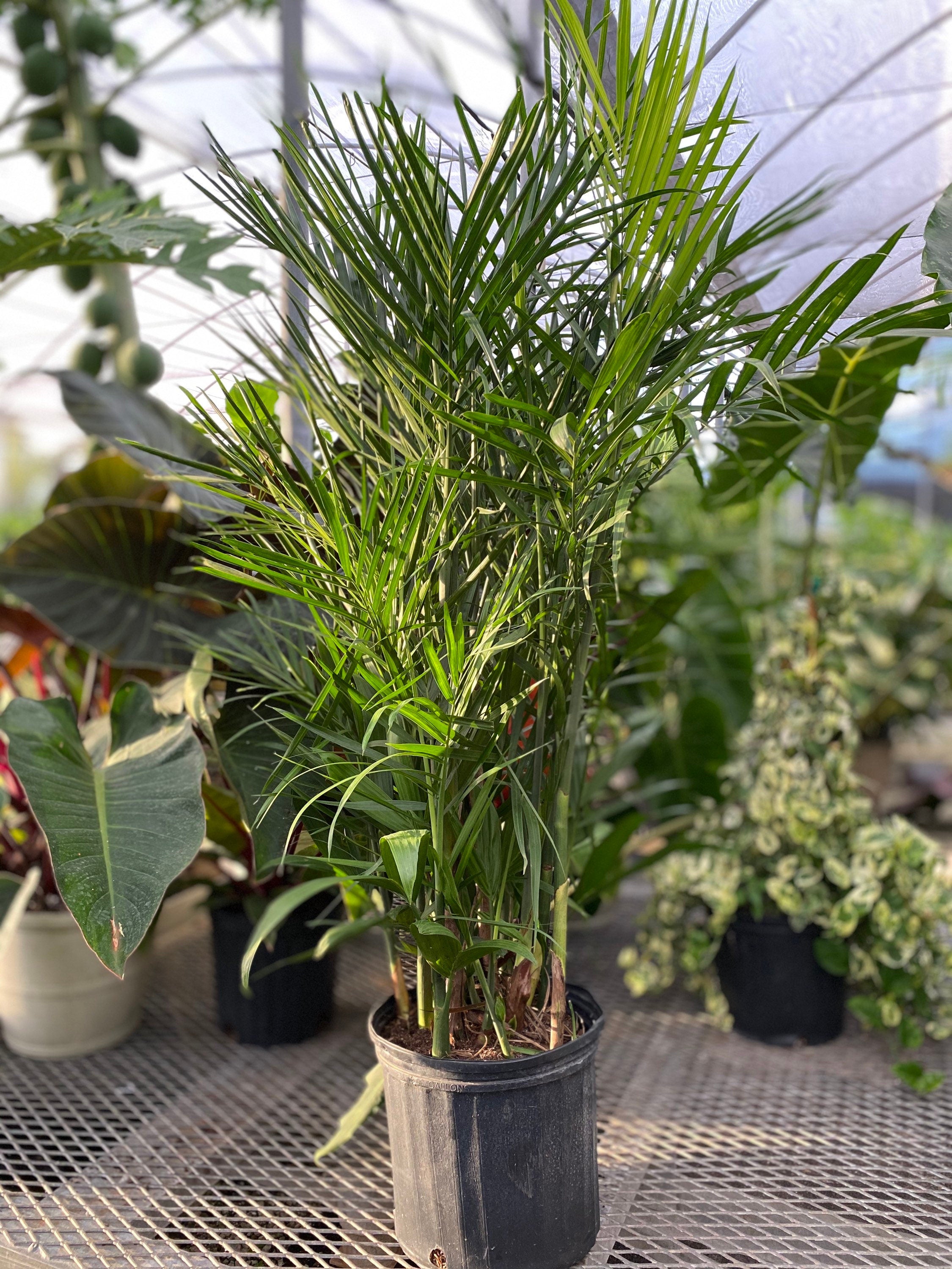 Buy Bamboo Palm Tree - Live Plant Air Purifier | Eureka Farms