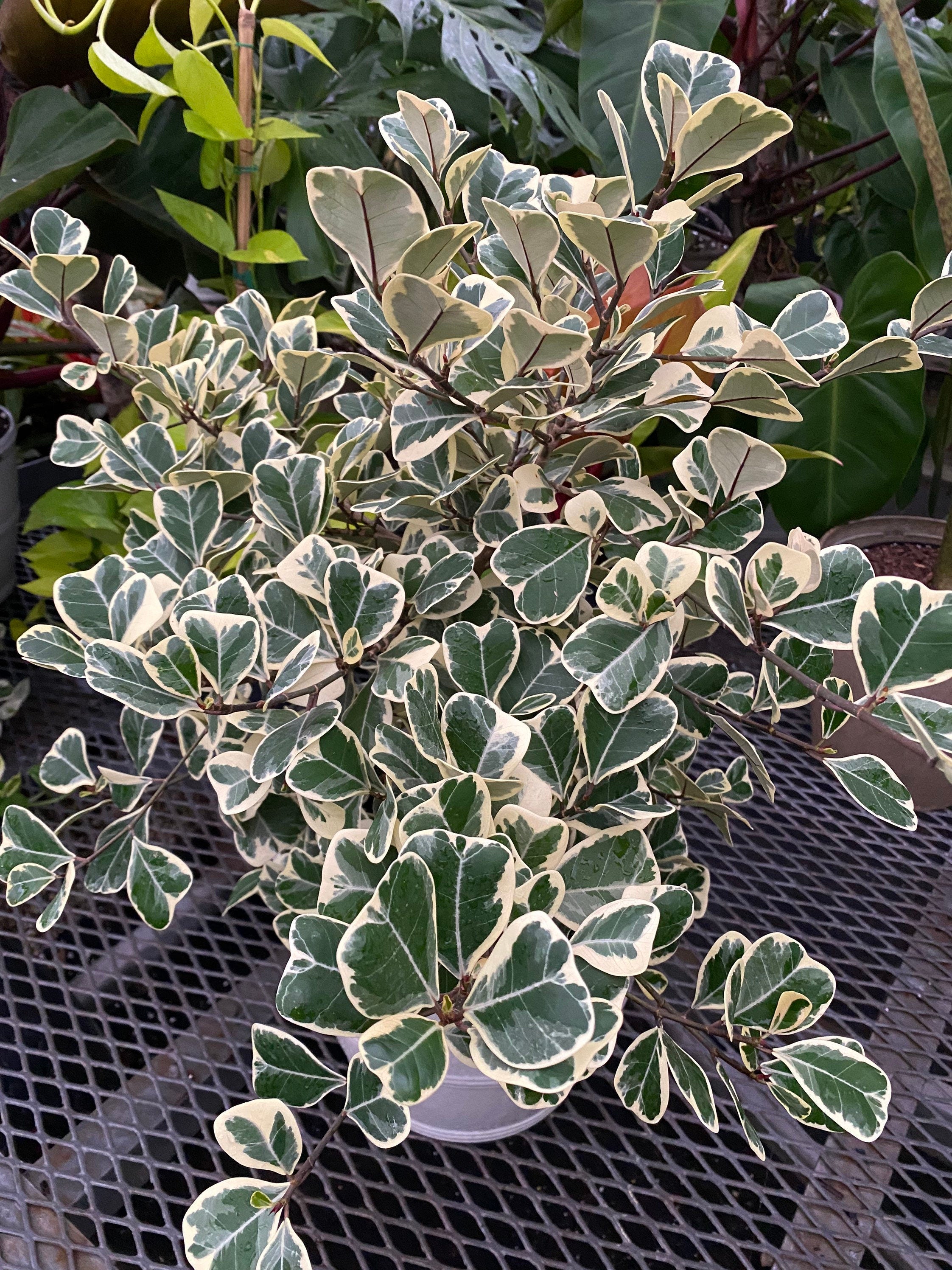Buy Ficus Triangularis Variegata | Eureka Farms