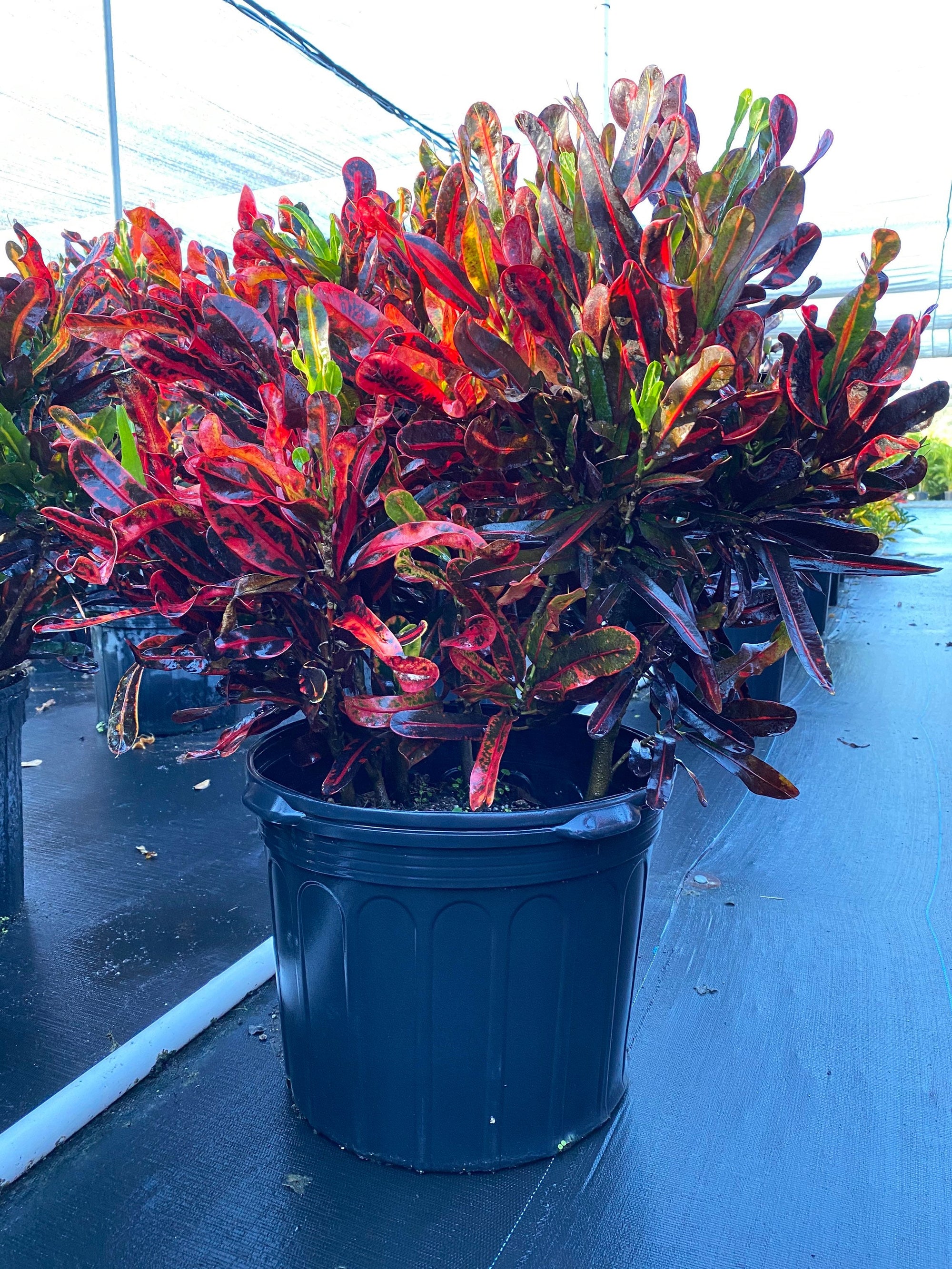 Shop Our Croton Mammy Red | Eureka Farms