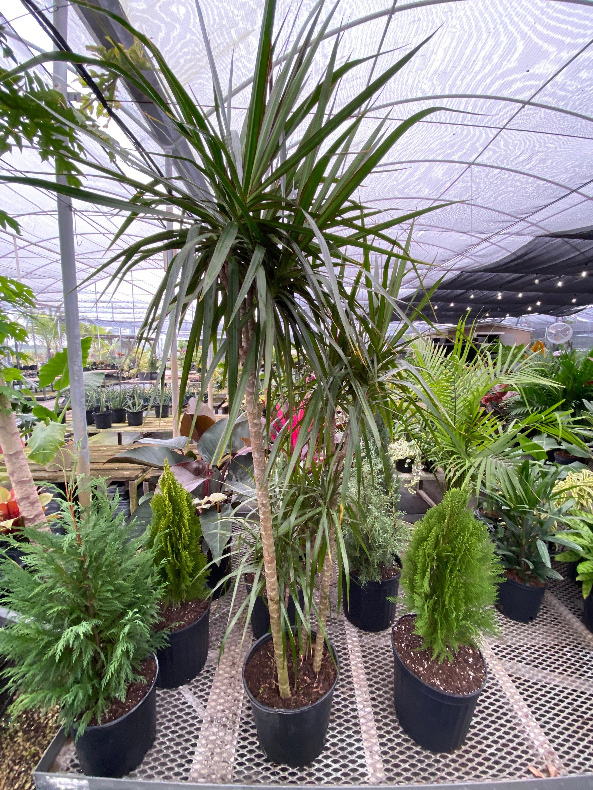 Dracaena Dragon Tree Green, Tree Form – Eureka Farms