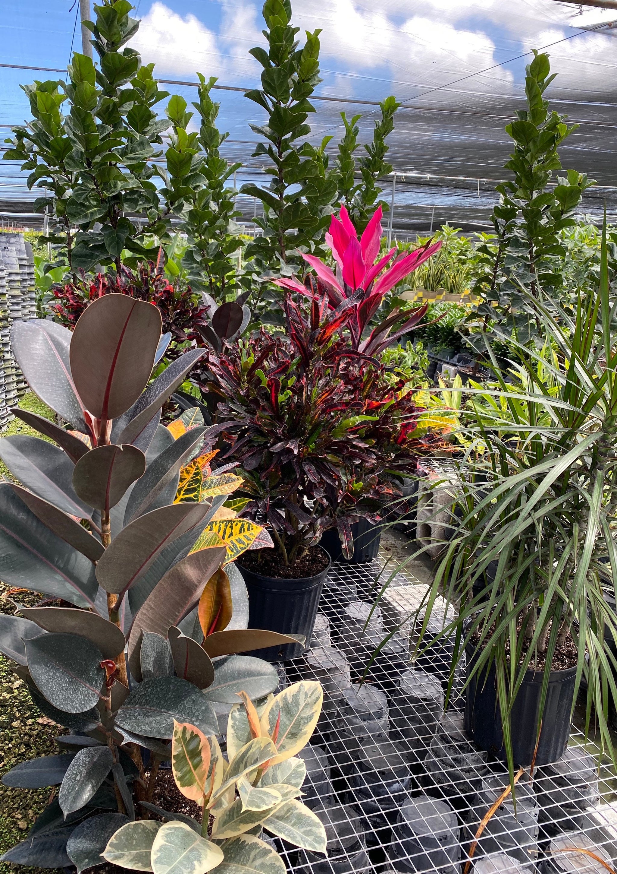 Ficus Audrey Tree Form Single, Ficus Benghalensisis Bengal Fig – Eureka ...