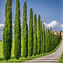 Italian Cypress, Mediterranean Cypress, 9-Pack Available – Eureka Farms