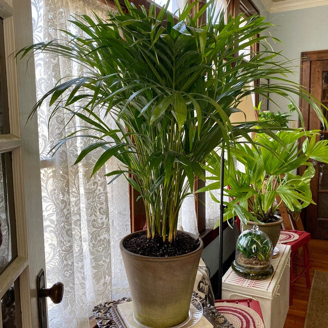 Tropical Palm Trees for Indoor, Patio or Landscape | Eureka – Eureka Farms